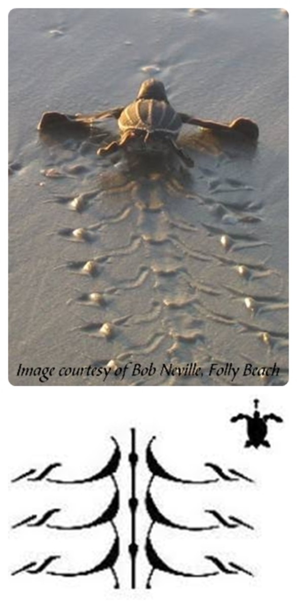 Leatherback Sea Turtle - A Critically Endangered Species - HubPages