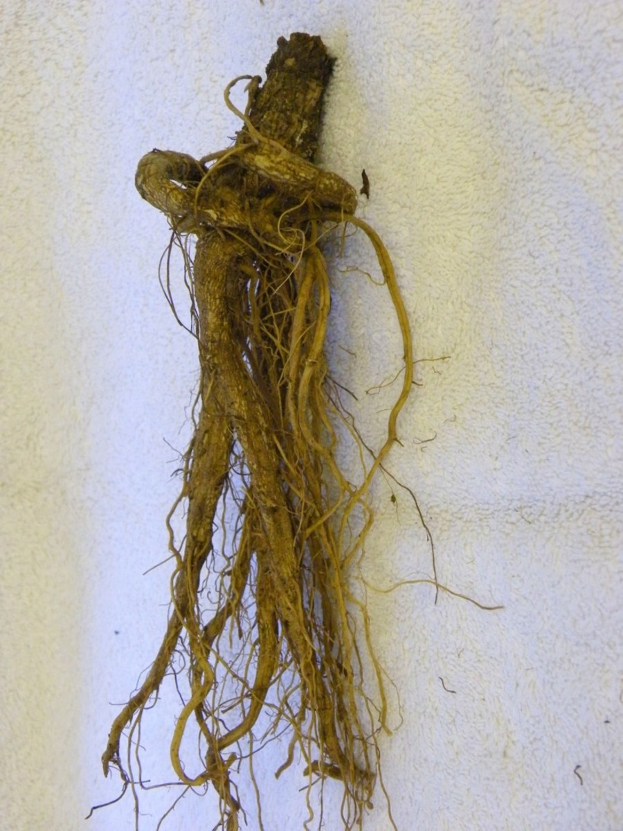 The Magic History of Mandrake - HubPages