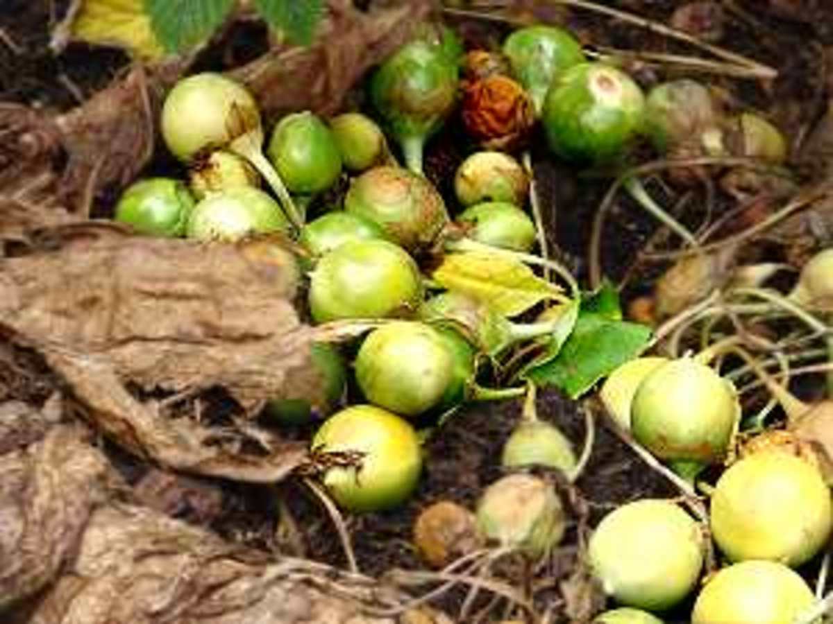 The Magic History of Mandrake - HubPages