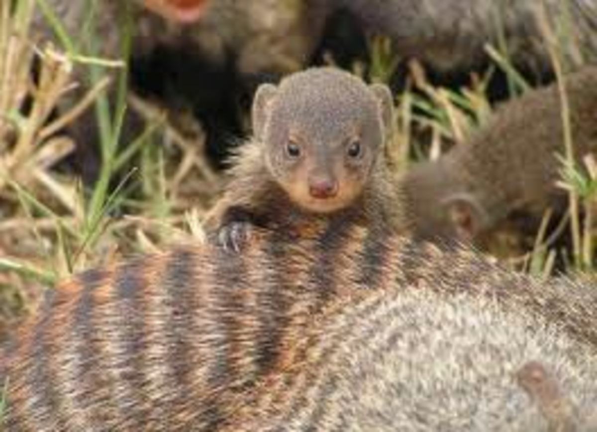 Weird Animals – the Banded Mongoose and the Warthog - HubPages