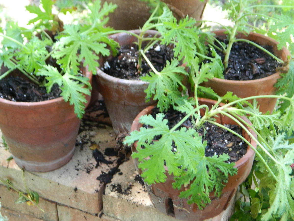 Growing Citrosa Geranium ~~ Is It Really a Mosquito Repellent Plant ...