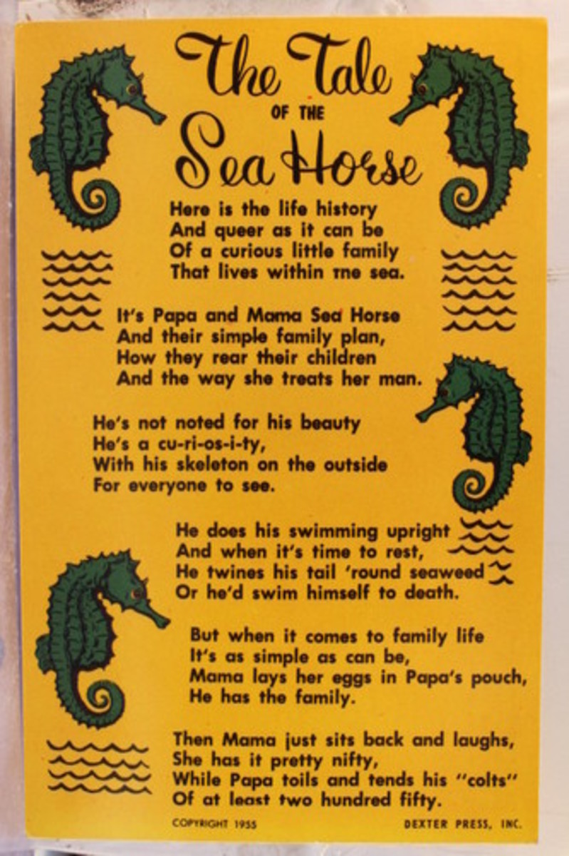 I Love Sea Horses - HubPages