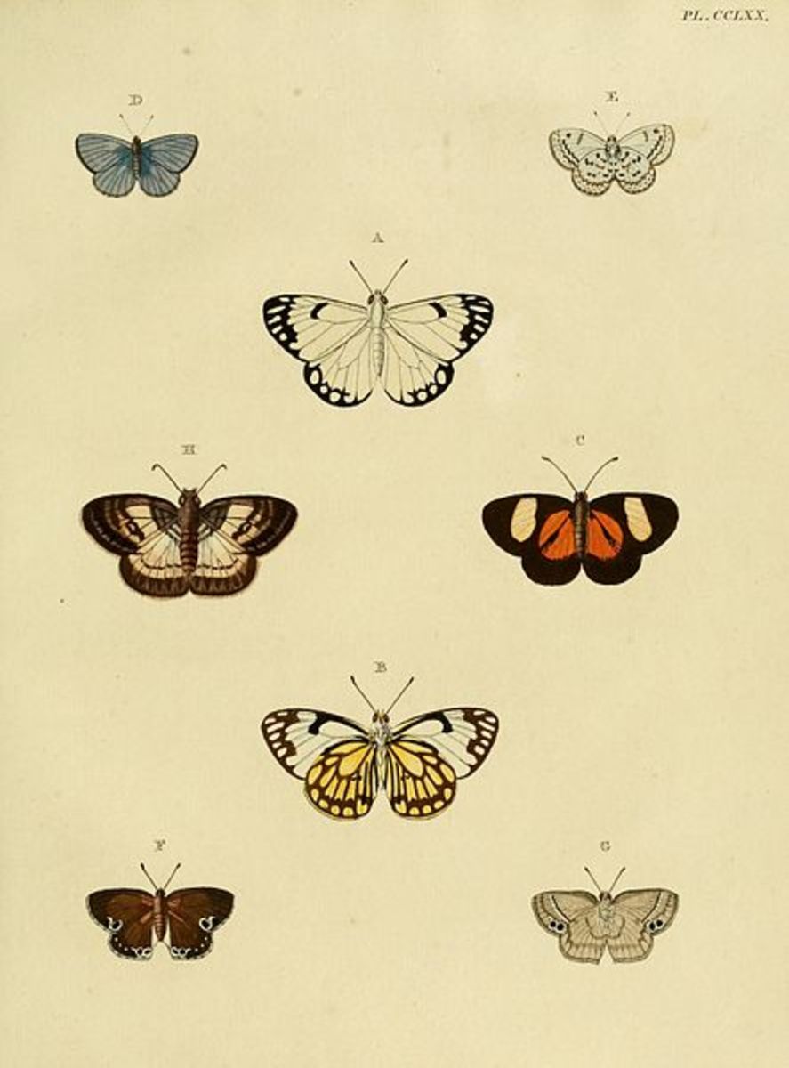 Common Butterflies Seen in the Midwest USA - HubPages