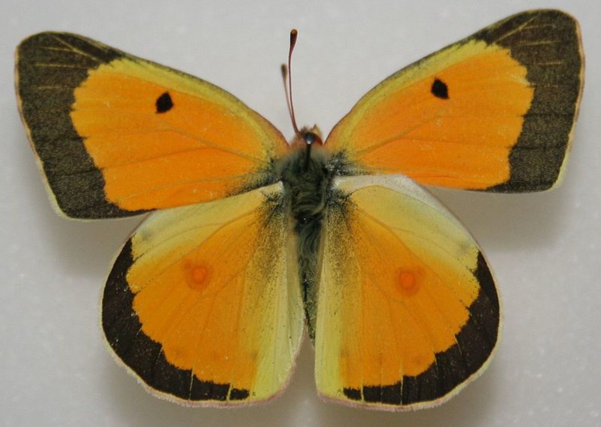 Common Butterflies Seen in the Midwest USA - HubPages