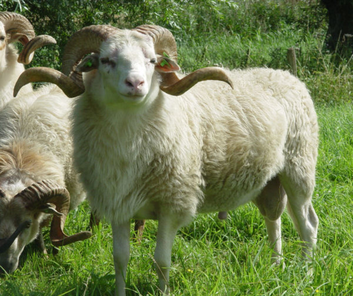 Did You Know That Sheep Can Swim? - HubPages