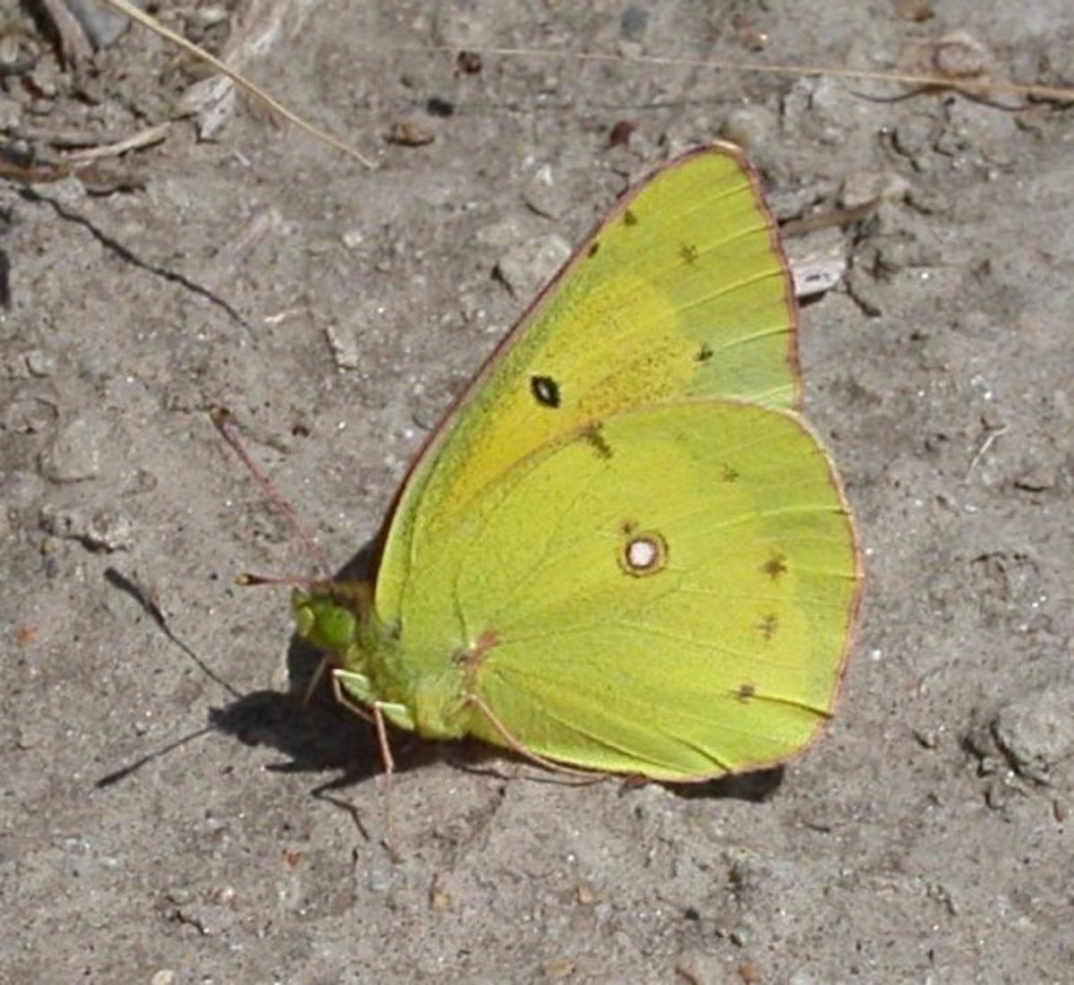 Yellow Butterflies In Southern California