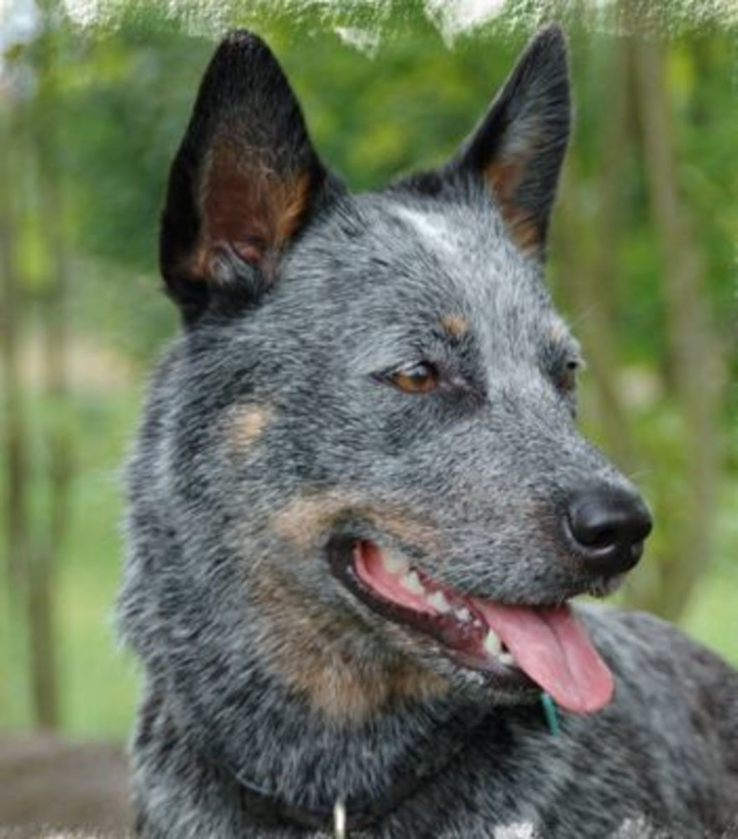 Dog Breeds for Tropical Climate - HubPages