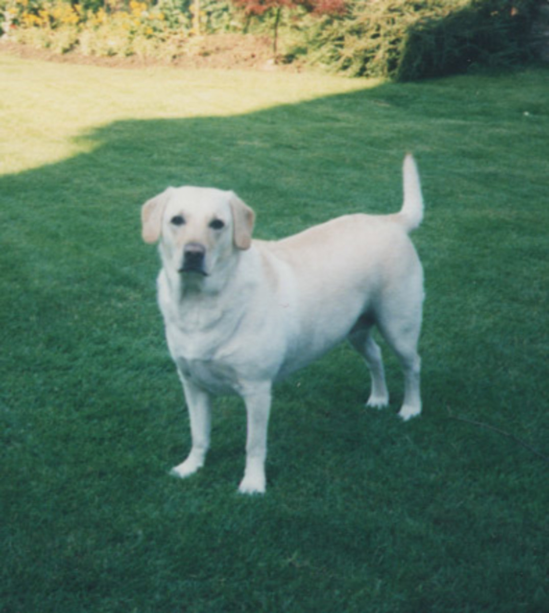 Dog Breeds for Tropical Climate - HubPages