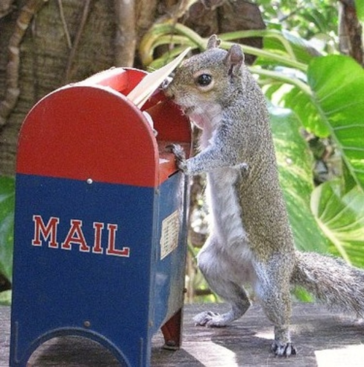 What's in Your Mailbox? - Mailbox Infestations and More - Part Two Warm ...