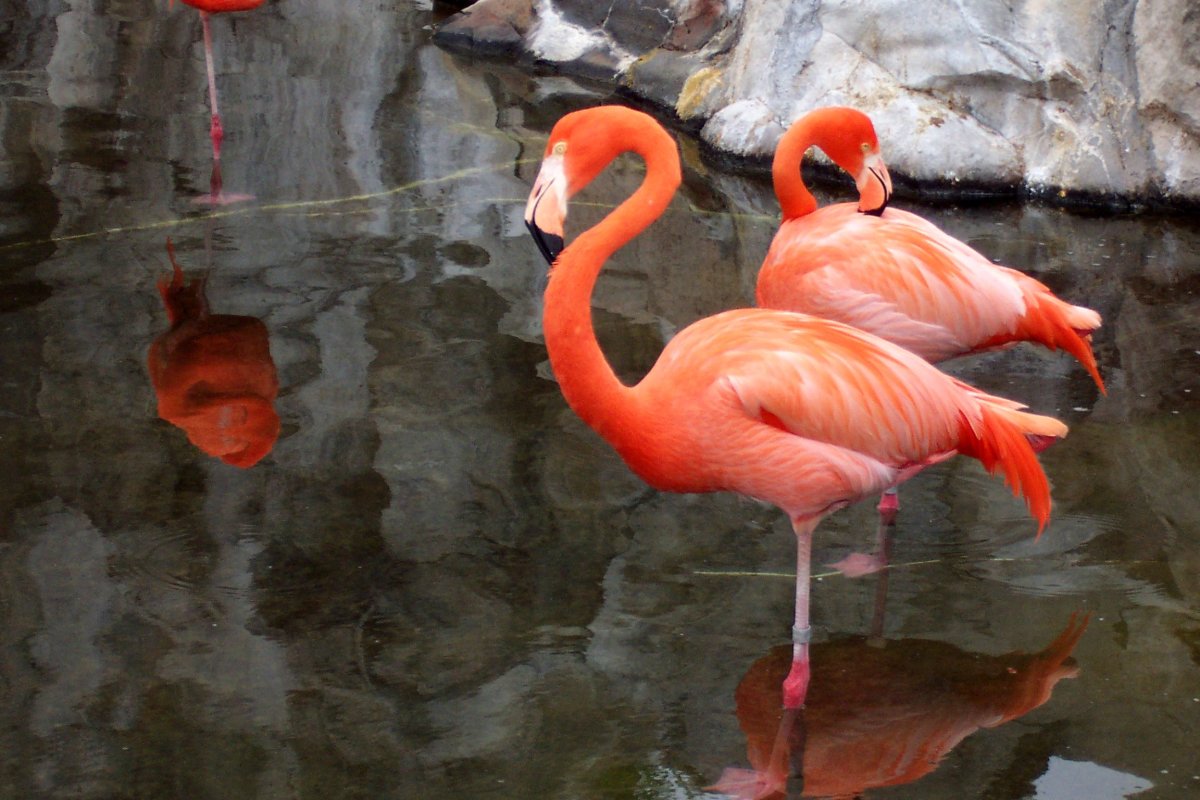 Five Fabulous Flamingos for Your Collection - HubPages