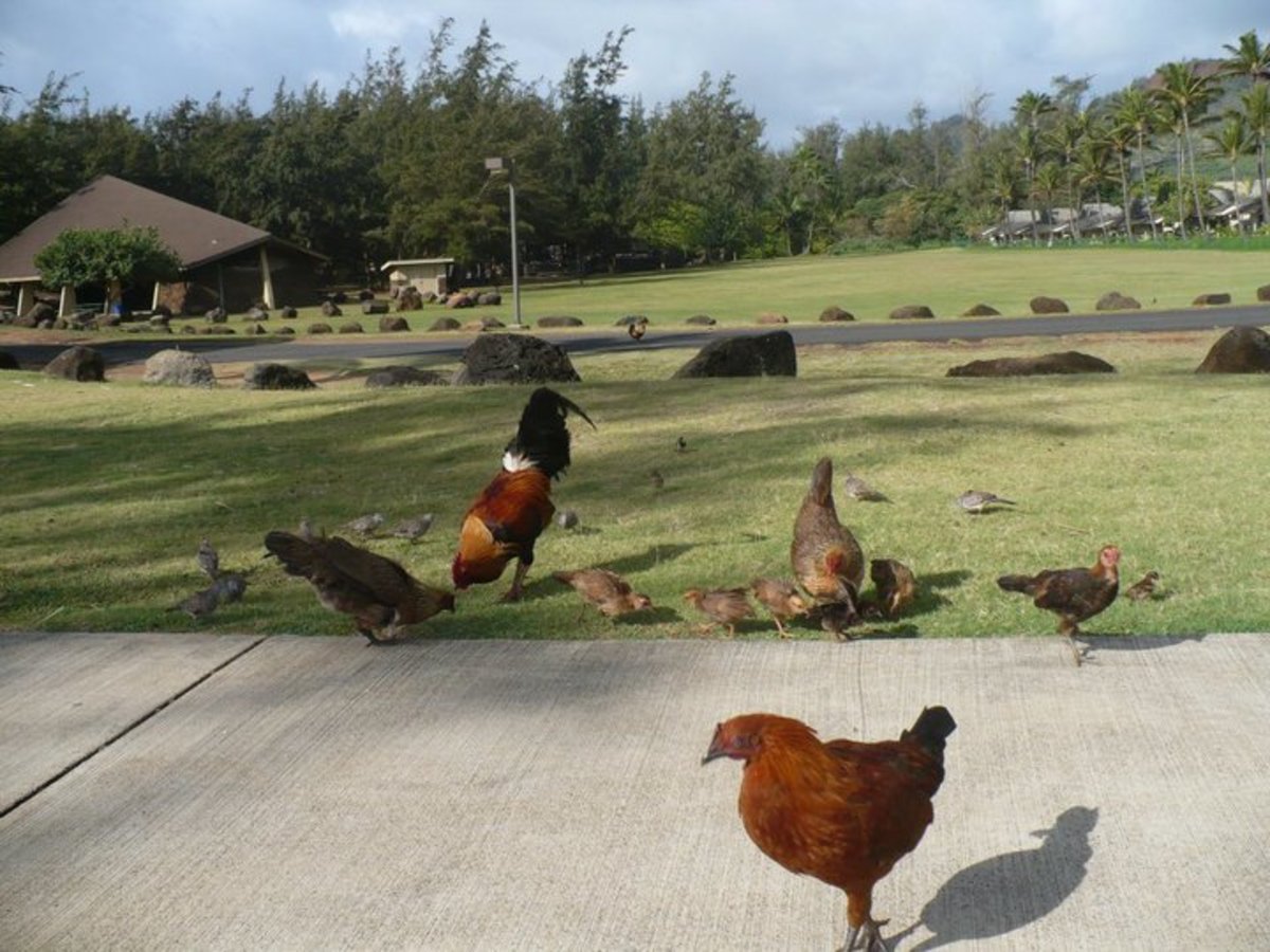 Roosters on Oahu: Love Them or Hate Them? - HubPages
