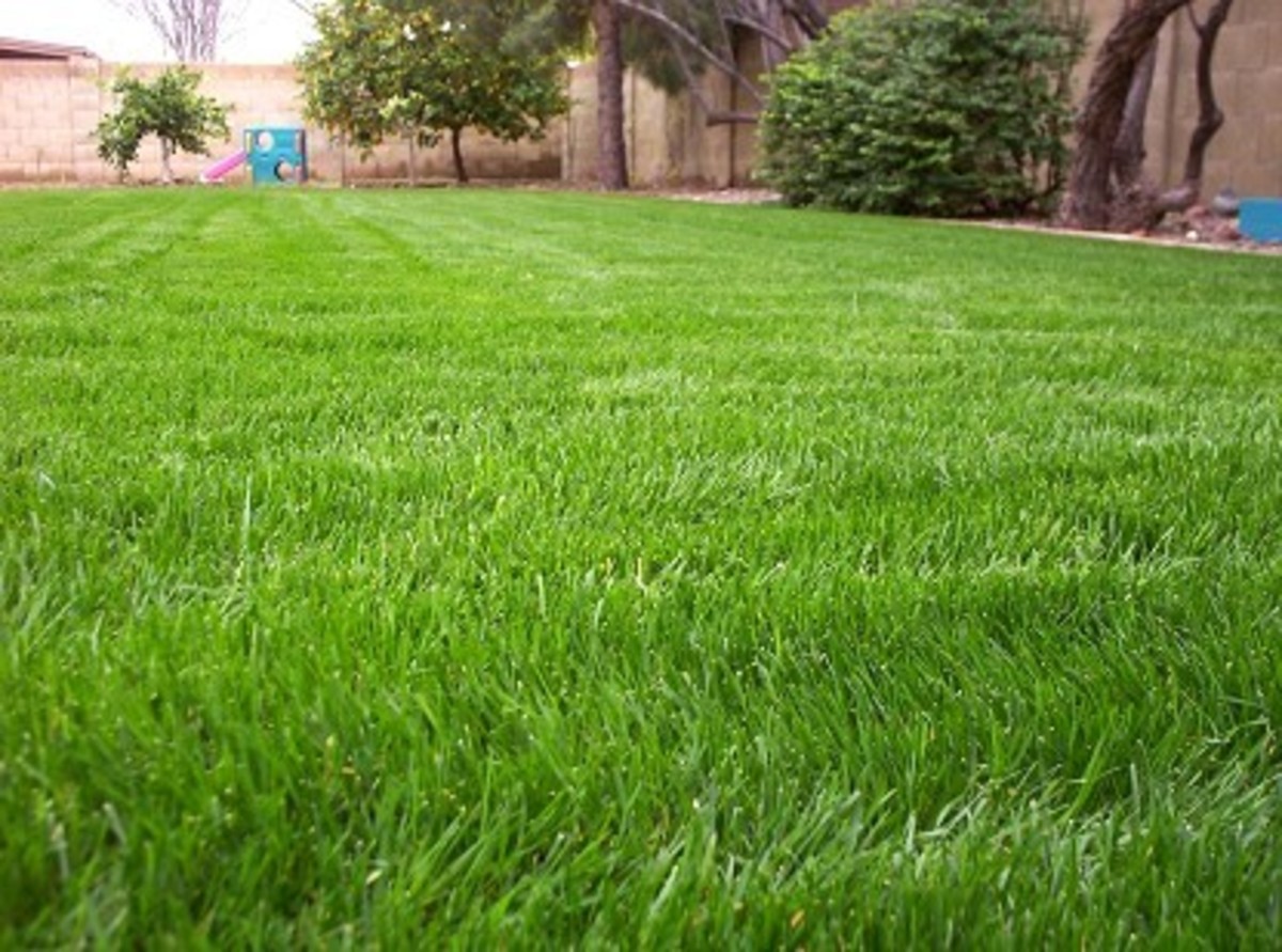 What Is Turf Grass?: 5 Common Types - HubPages
