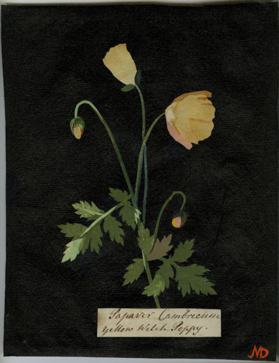 Artists Who Started Late in Life: Mary Delany - HubPages