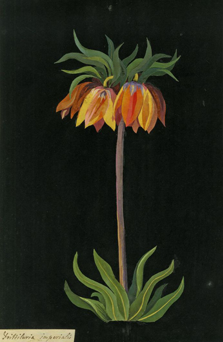 Artists Who Started Late in Life: Mary Delany - HubPages