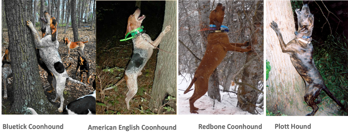 The 10 Best Gun Dogs - HubPages