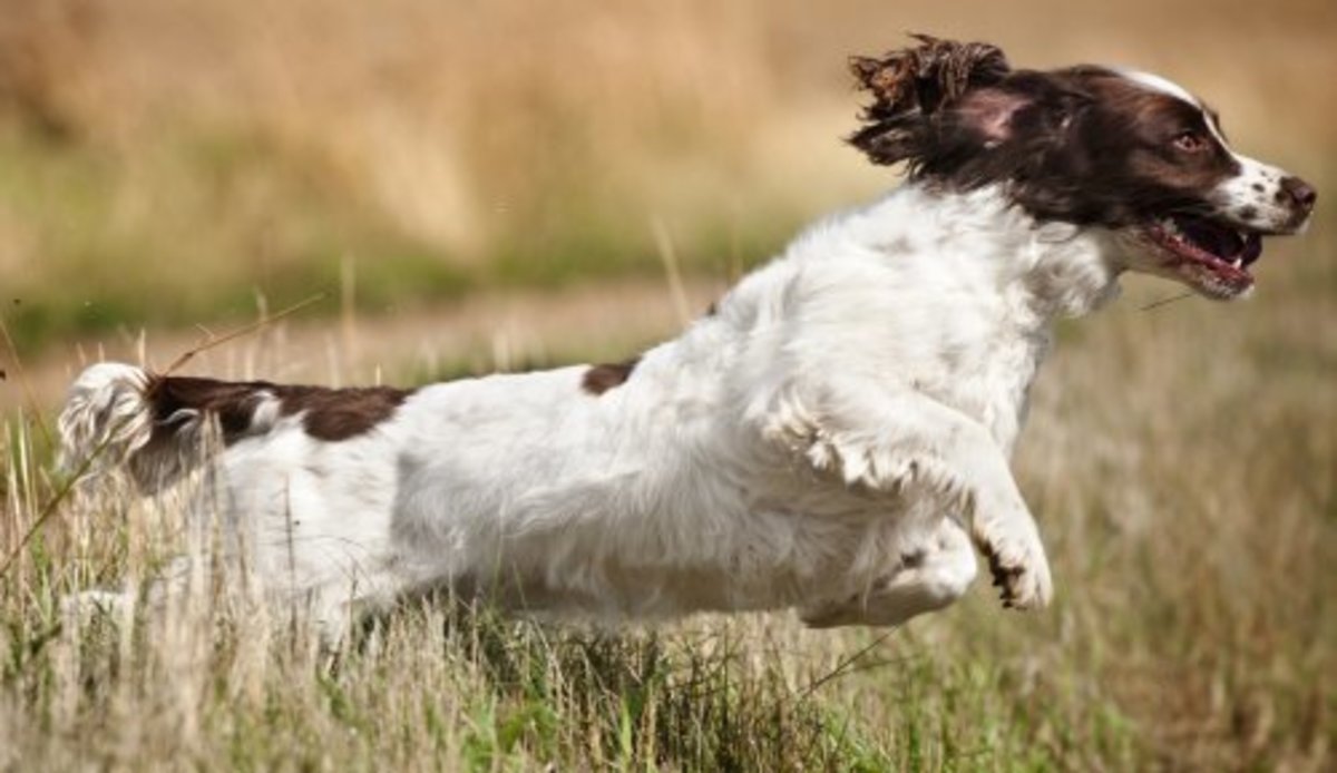 The 10 Best Gun Dogs - HubPages
