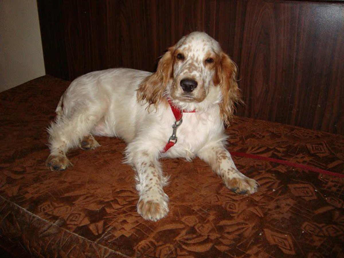 The 10 Best Gun Dogs - HubPages