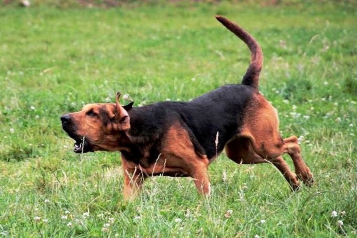 The 10 Best Gun Dogs - HubPages