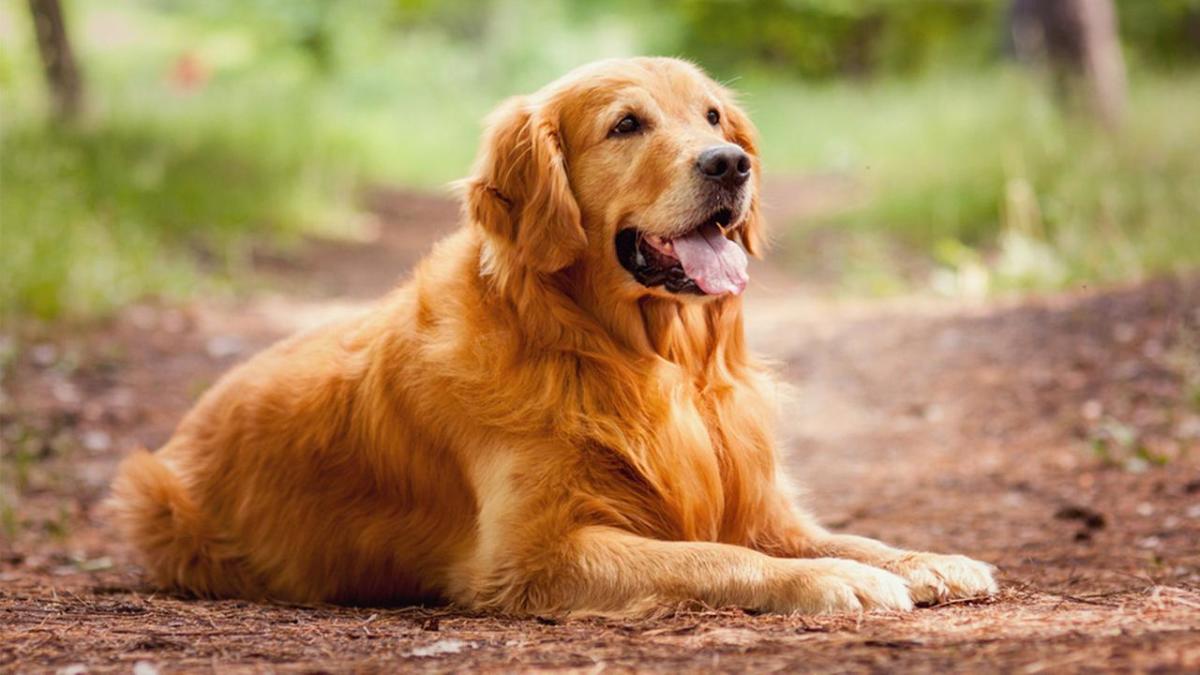 The 10 Best Gun Dogs - HubPages