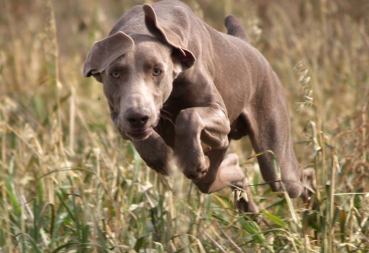 The 10 Best Gun Dogs - HubPages