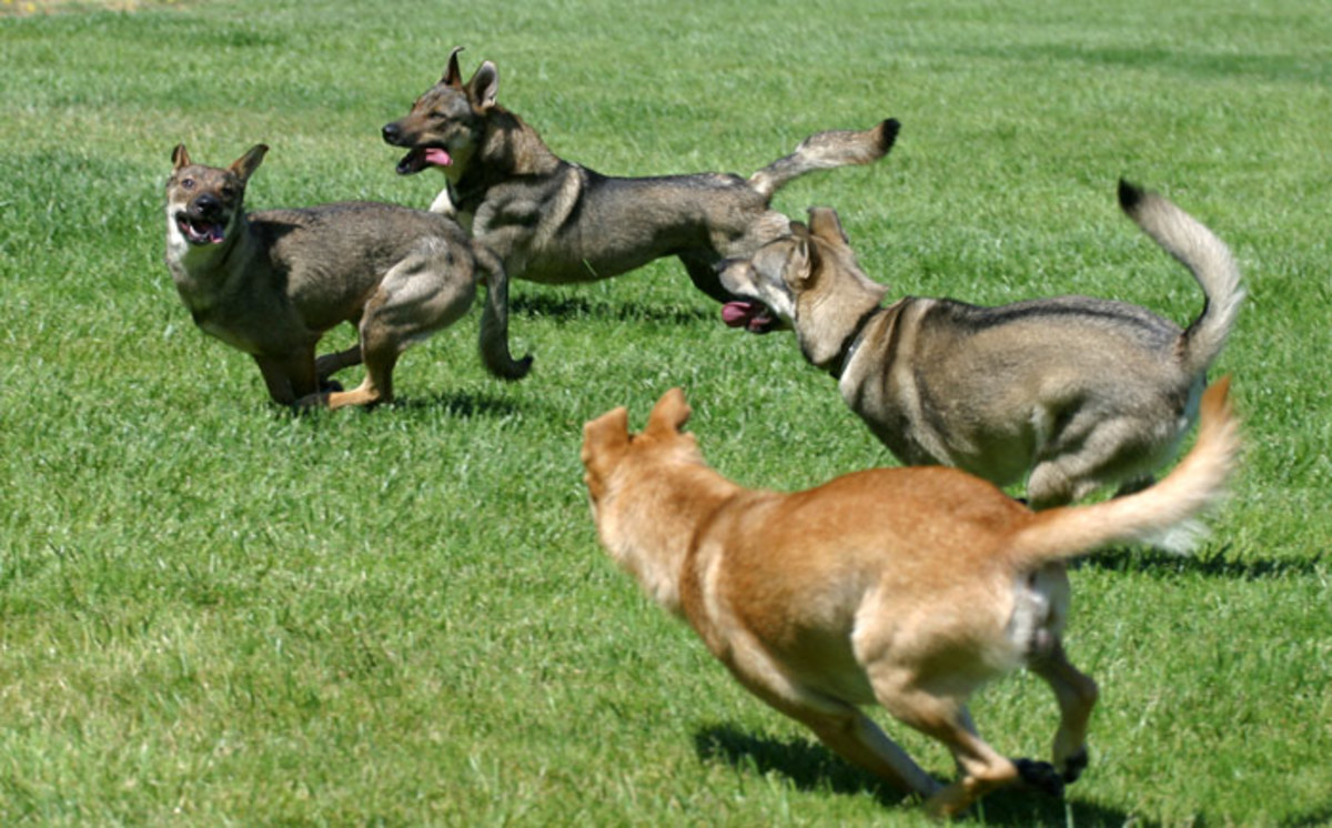 The 10 Most Ancient Dog Breeds - HubPages