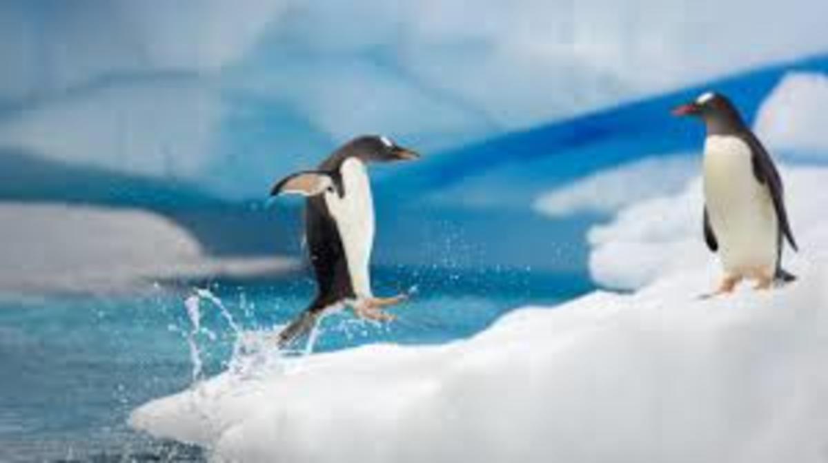 7 Animals That Flirt - HubPages