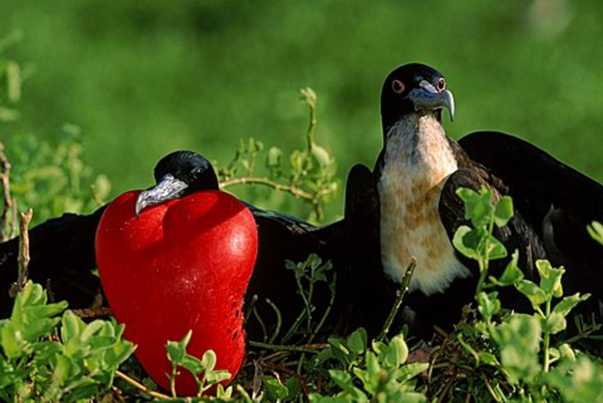 7 Animals That Flirt - HubPages
