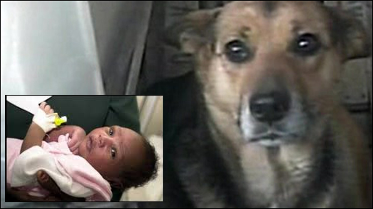 10 Heroic Stray Dogs That Saved Humans Life - HubPages