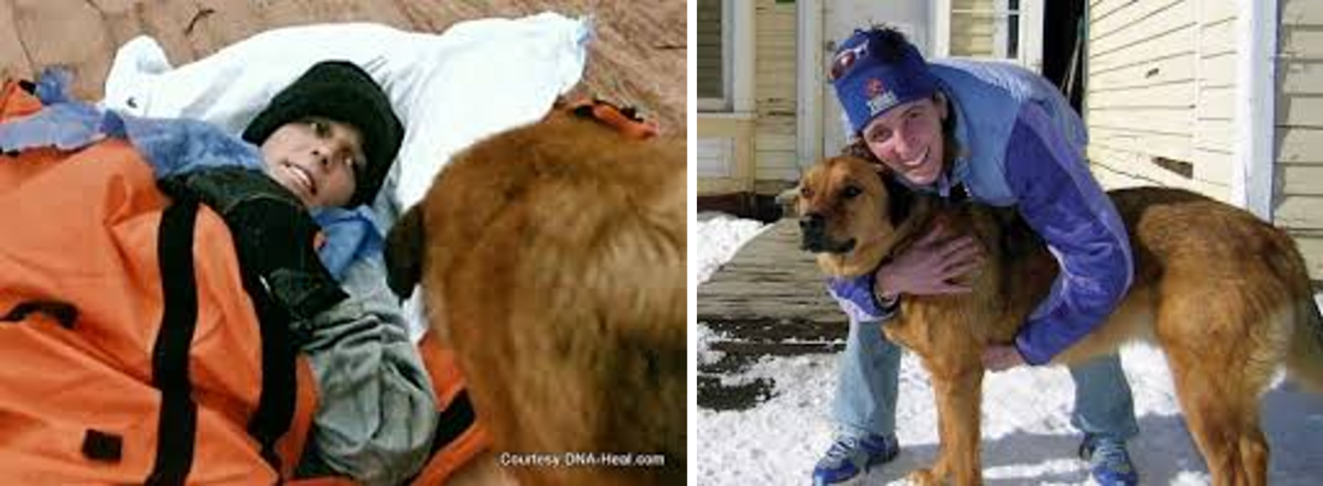 10 Heroic Stray Dogs That Saved Humans Life - HubPages