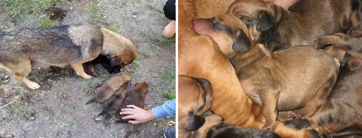 10 Heroic Stray Dogs That Saved Humans Life - HubPages