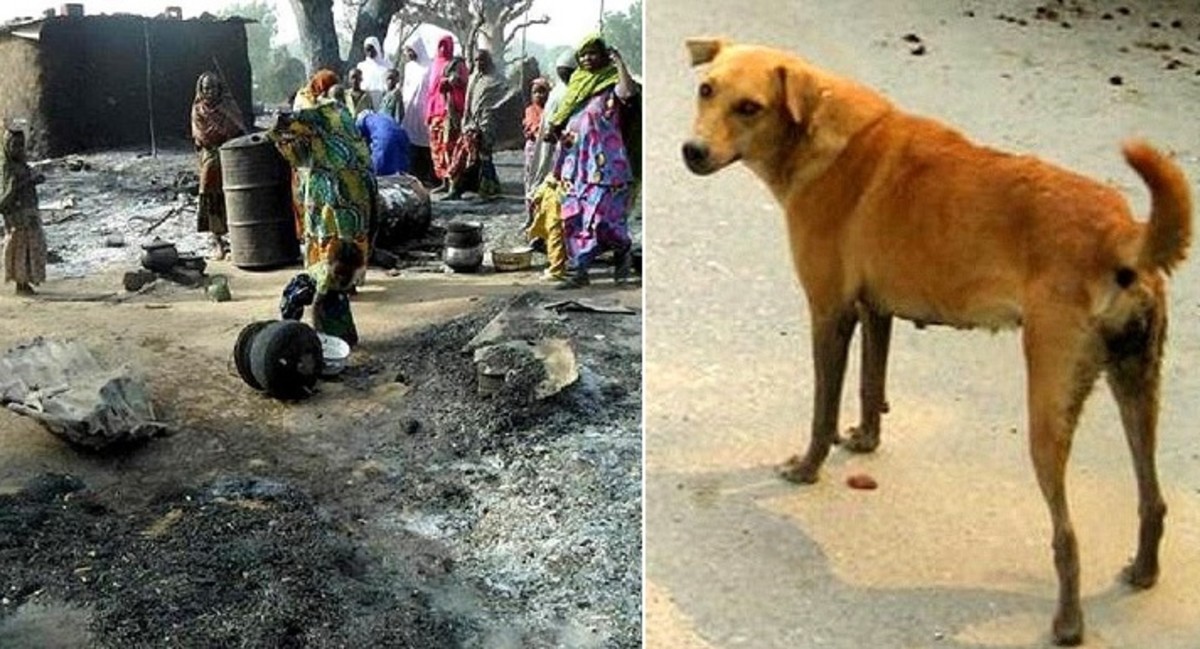 15 Heroic Stray Dogs Who Saved People's Lives - HubPages