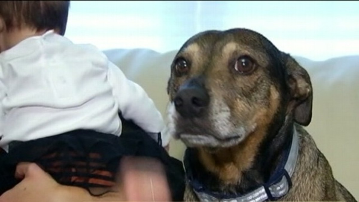 15 Heroic Stray Dogs Who Saved People's Lives - HubPages