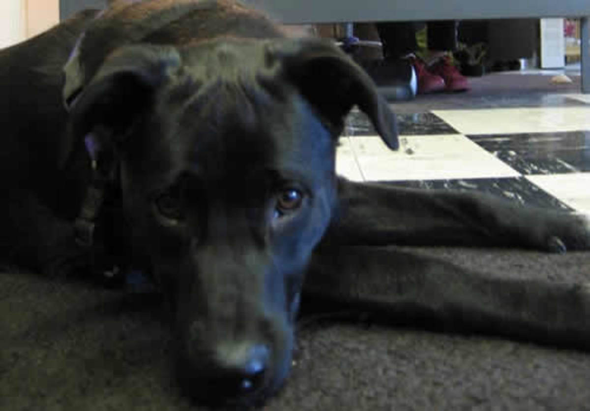 15 Heroic Stray Dogs Who Saved People's Lives - HubPages