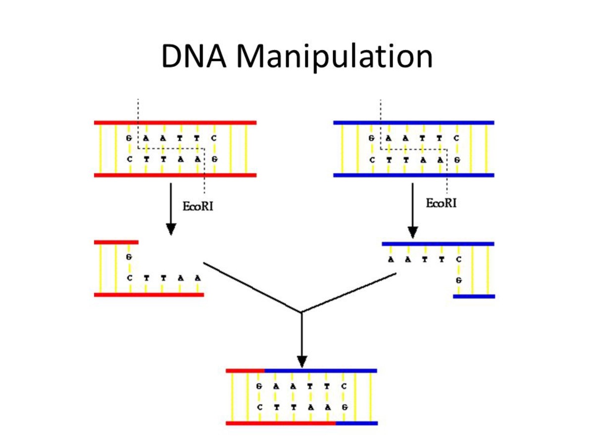 My Problems With the Theory of Evolution - HubPages