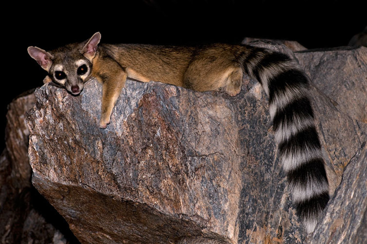 25 Amazing Arizona Desert Animals - HubPages