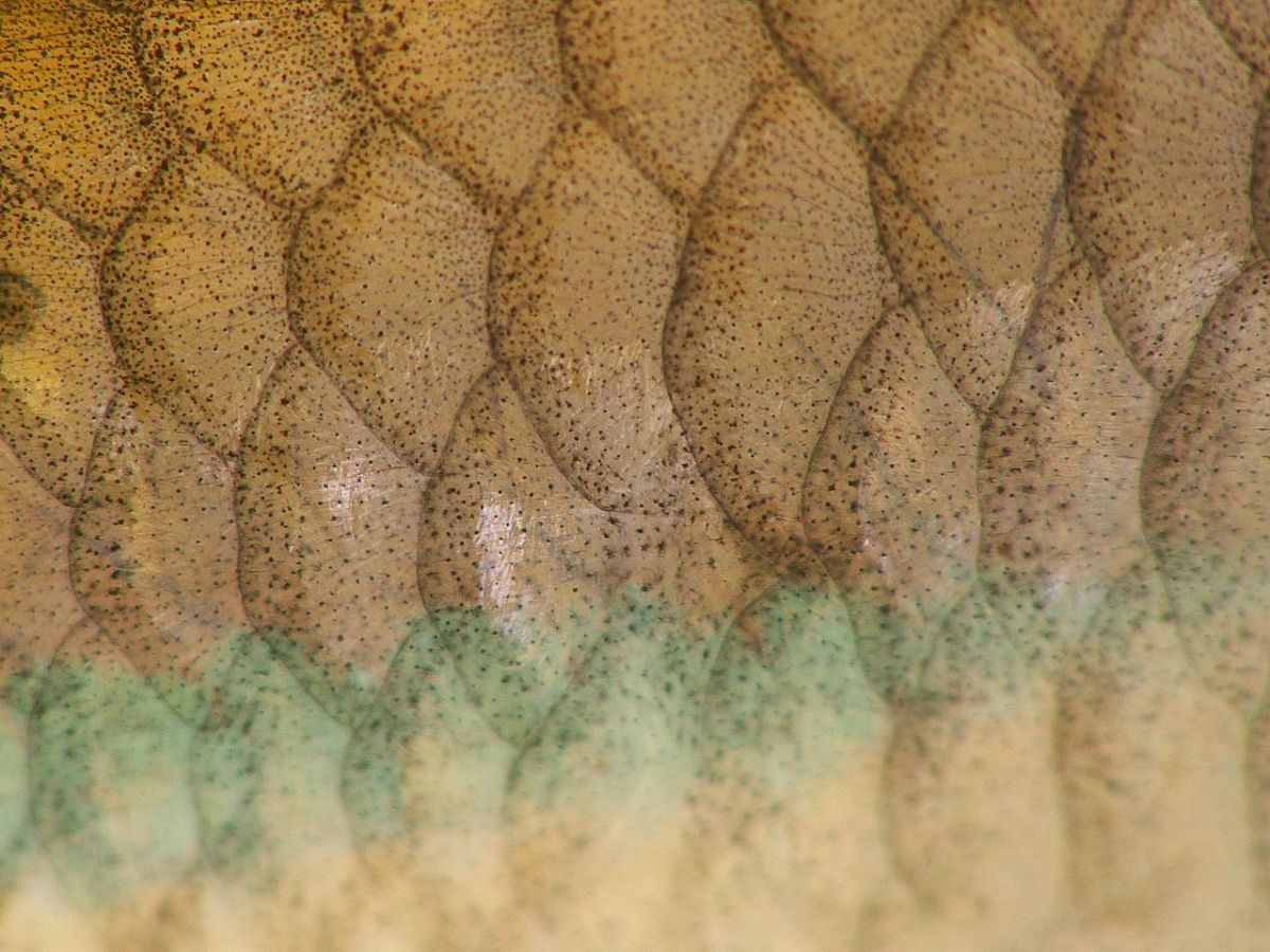 Fish Anatomy and Fish Dissection Lesson Plan for Middle School Biology ...