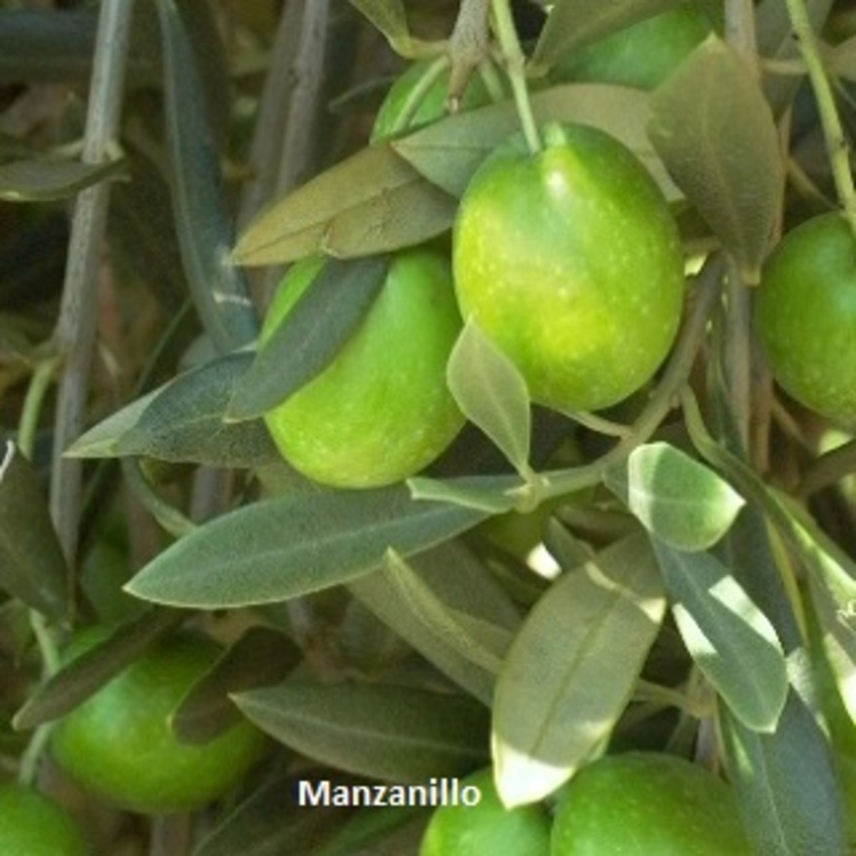 The 6 Best Olive Tree Tips to Plant a Food Forest - HubPages