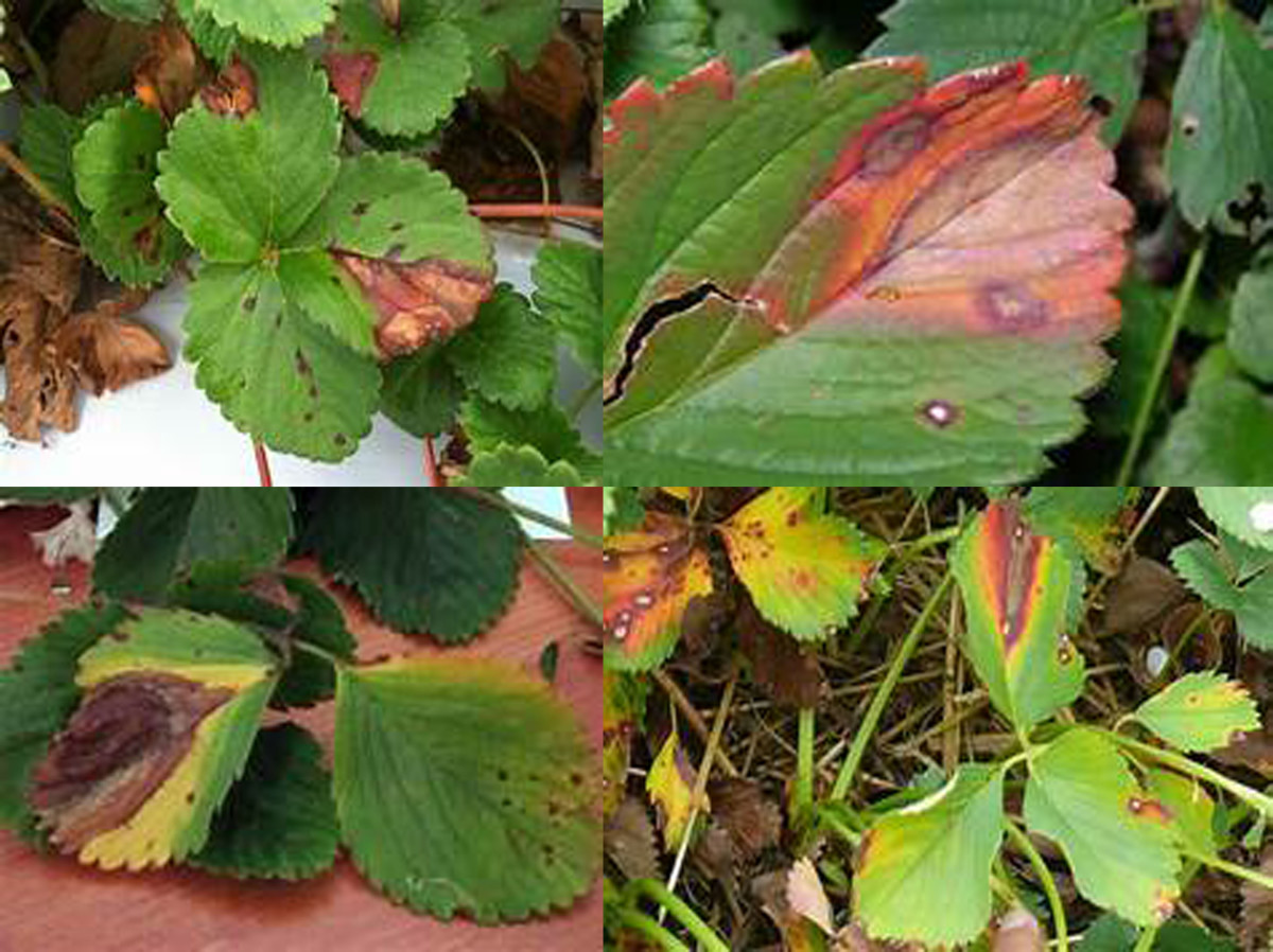 Compendium of Diseases of Crops: Strawberry - HubPages