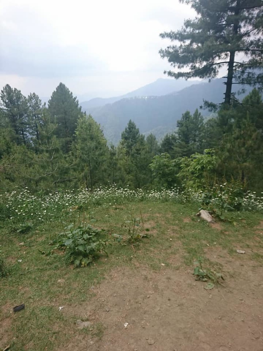 An Adventurous Botany Field Trip to Khanaspur: Ayubia - HubPages