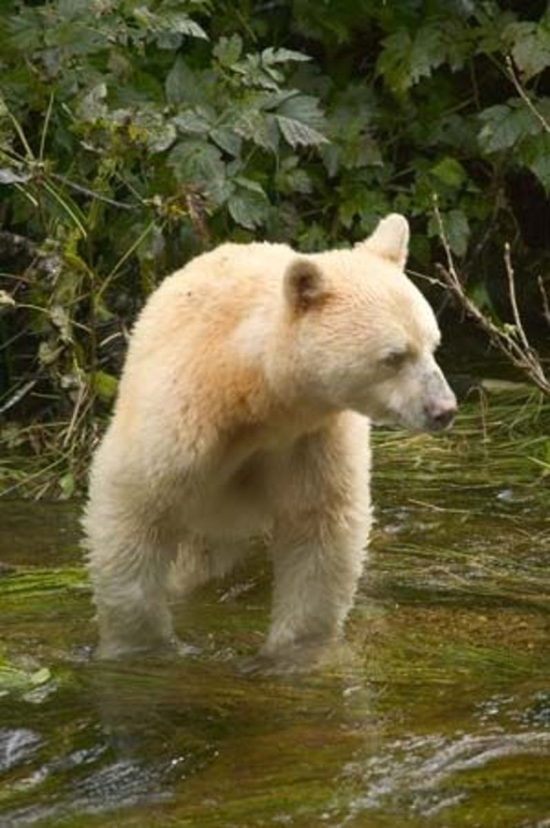 The Spirit Bear aka Kermode Bear aka Ghost Bear - HubPages