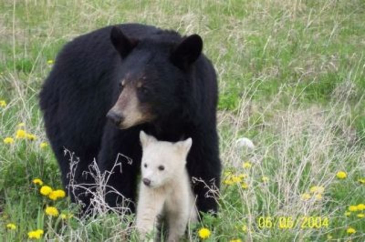 The Spirit Bear aka Kermode Bear aka Ghost Bear - HubPages