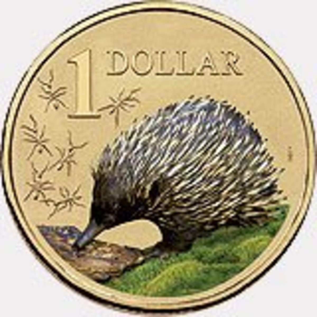 Interesting facts about Australian monotremes ! Platypus on the ...