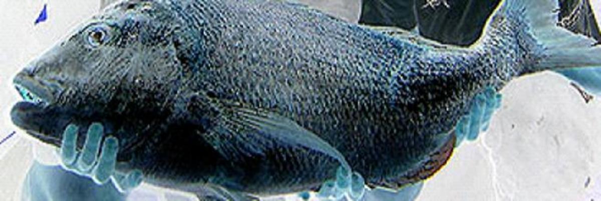 How to Catch Big Fish: By Fishing With a Carrot. - HubPages