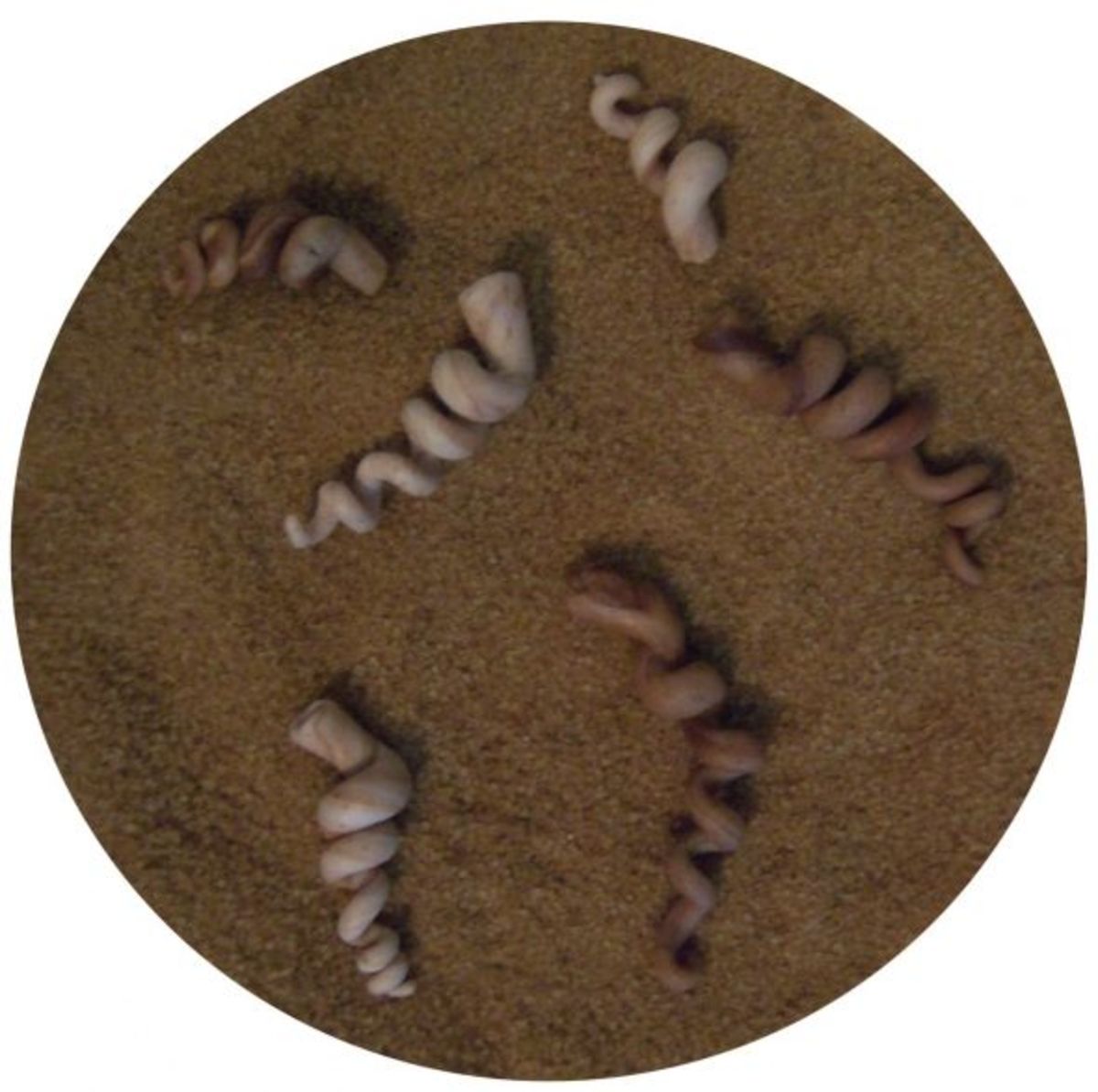 How to Make Fondant Seashells Without a Mold - HubPages