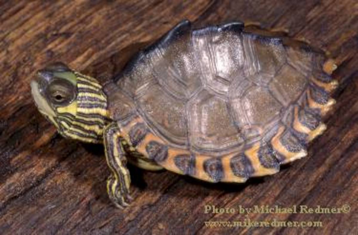 Turtles, Tortoises and Terrapins of Louisiana - HubPages