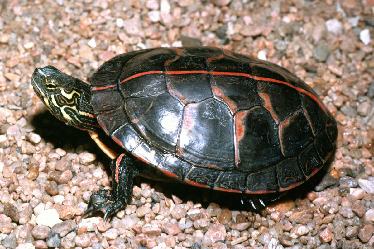 Turtles, Tortoises and Terrapins of Louisiana - HubPages