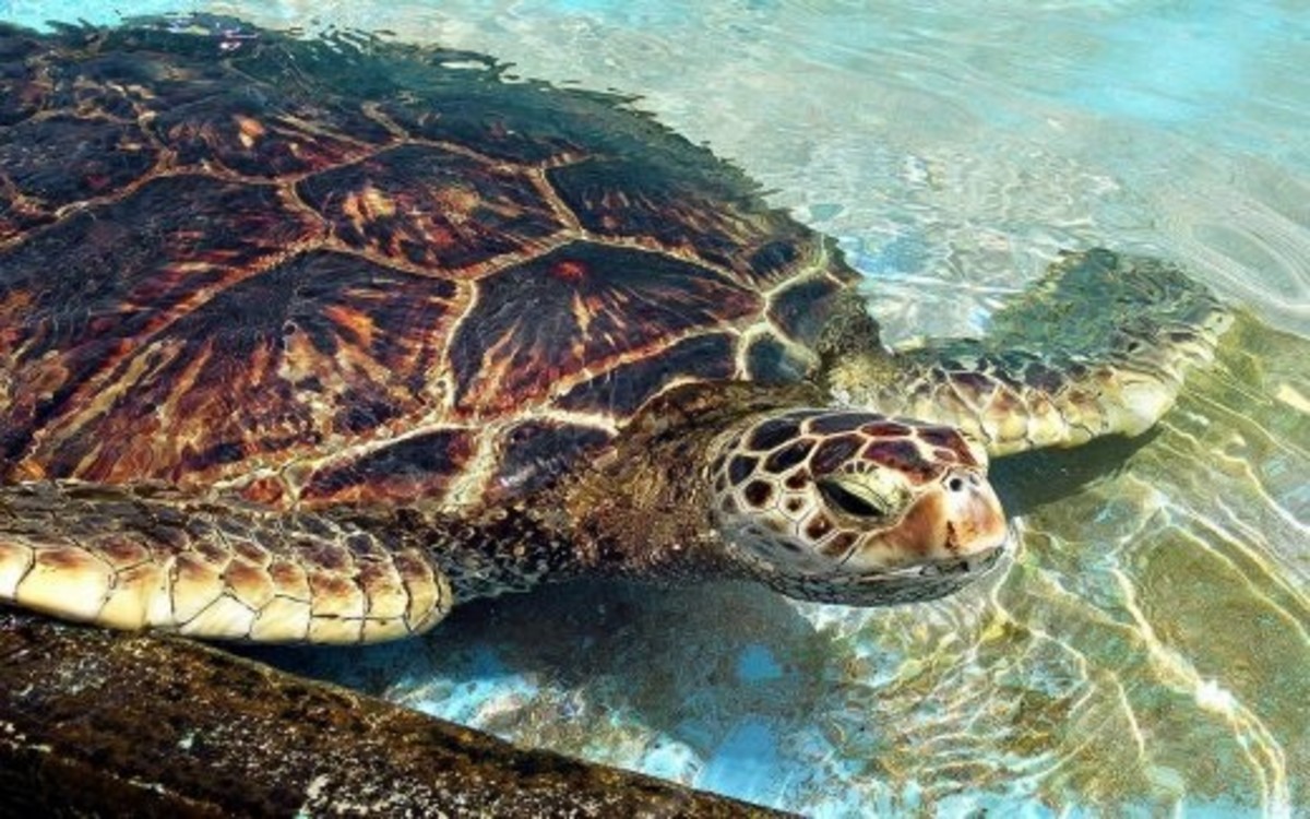 Turtles, Tortoises and Terrapins of Louisiana - HubPages