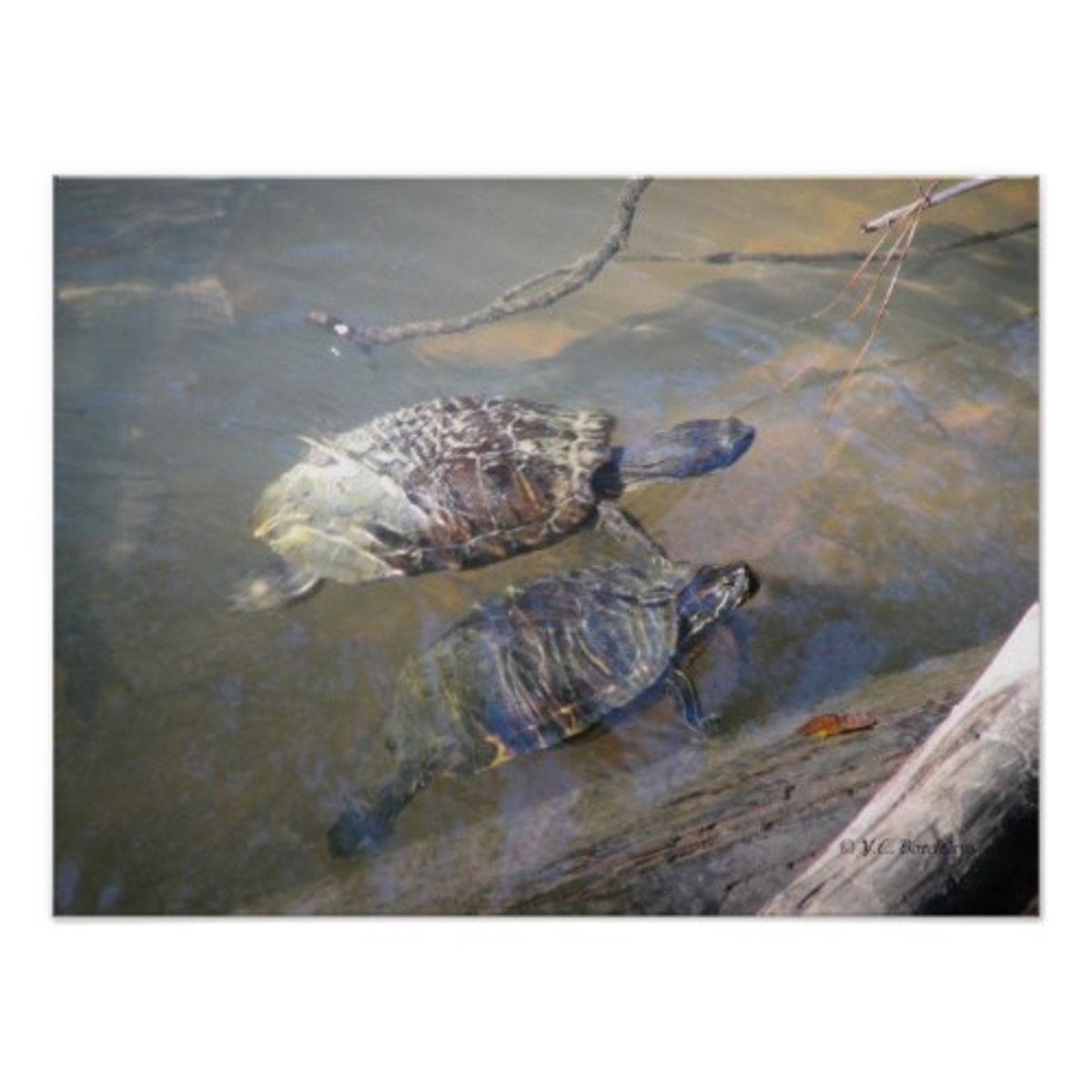 Turtles, Tortoises and Terrapins of Louisiana - HubPages
