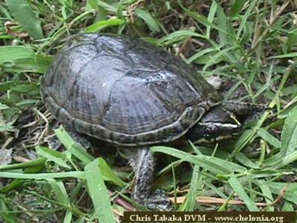 Turtles, Tortoises and Terrapins of Louisiana - HubPages