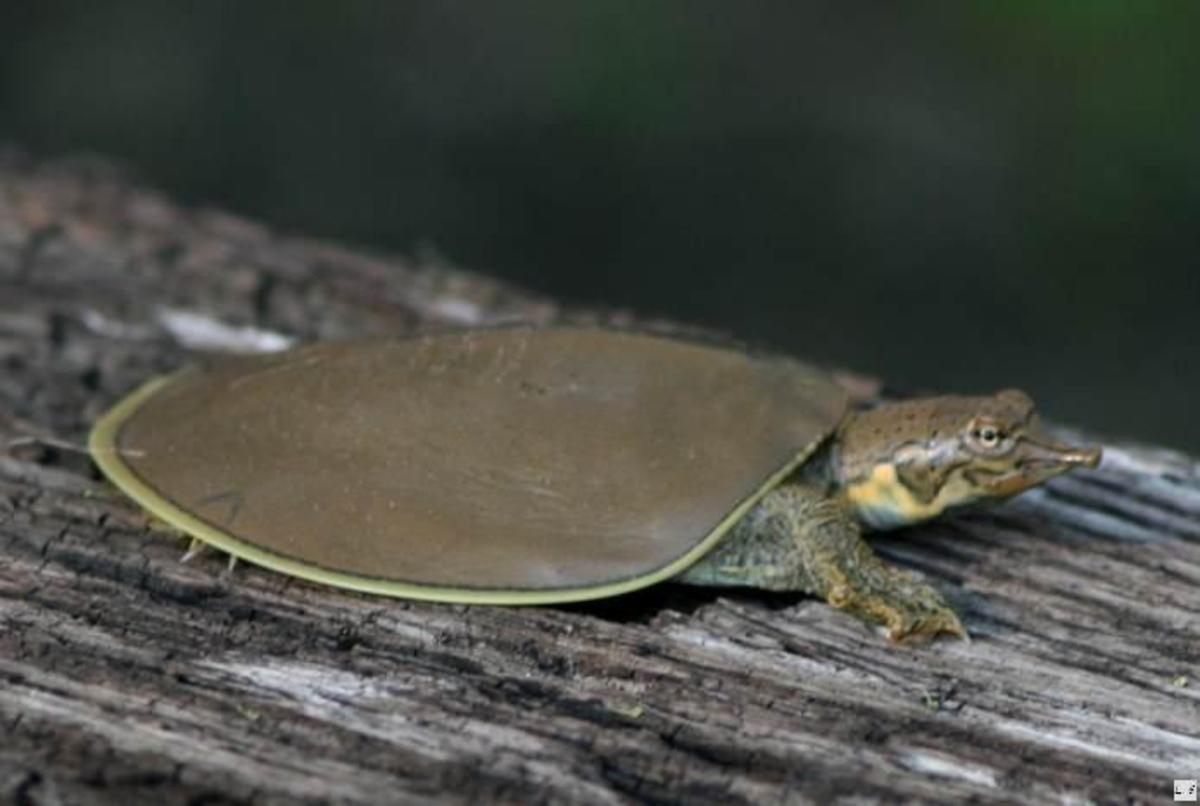 Turtles, Tortoises and Terrapins of Louisiana - HubPages